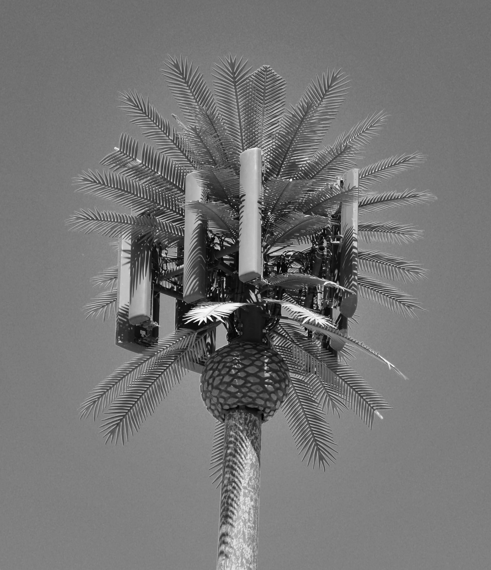 Dallas Seitz | The American Story